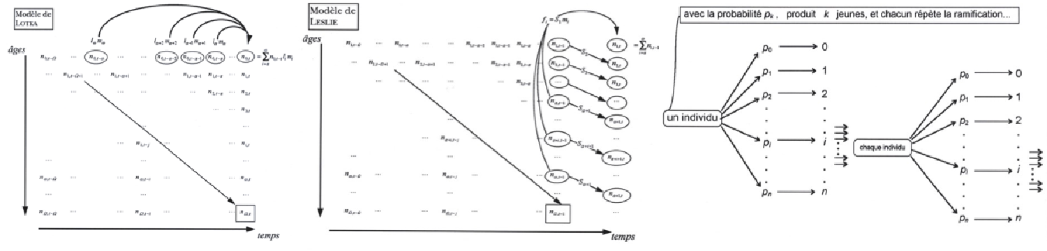 Basic demographic models | Glocalfilia